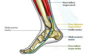 Human Spring Approach In Canada| PUSH POUNDS SPORTS MEDICINE